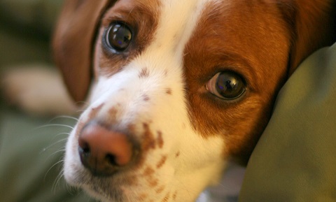 Eye Tumors - Melanoma in Dogs | VCA Animal Hospital