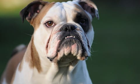 Ectropion In Dogs Medial Canthal Entropion In Pugs Oculus Vet